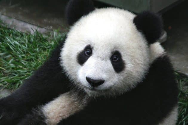Vitória: o panda gigante sai da lista de animais em extinção